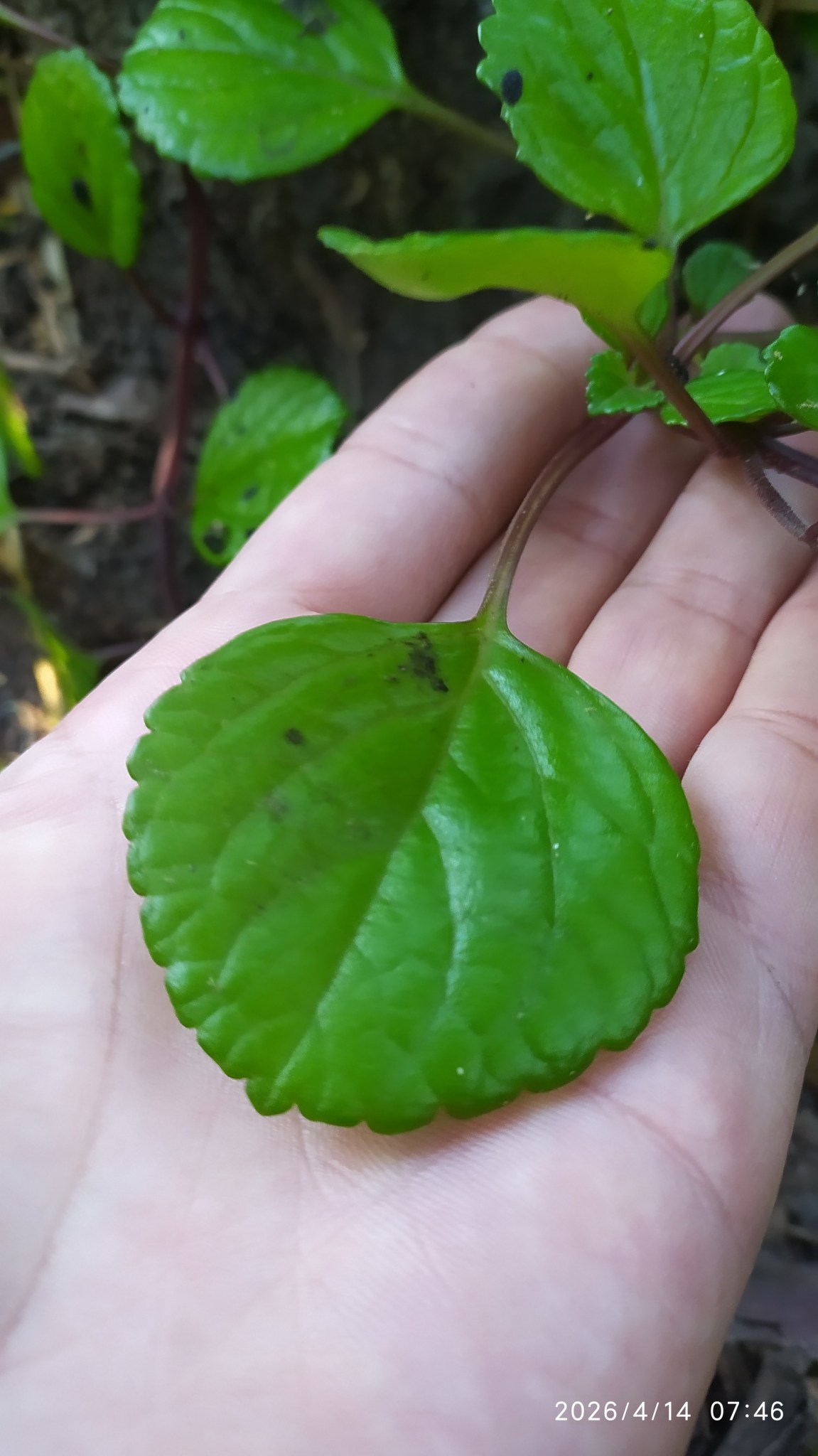 Folha da Fortuna: o que é, como cultivar e curiosidades – Portal Tudo ...